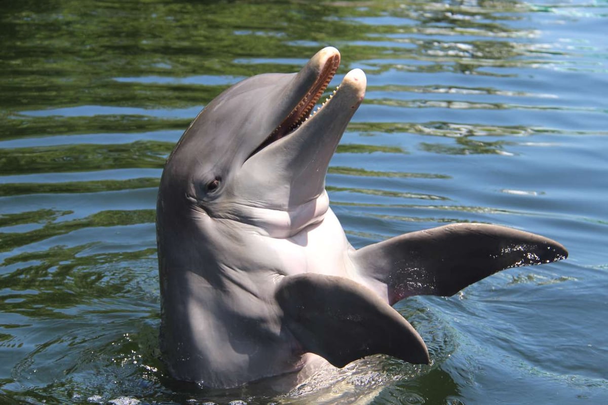 Meet Our Florida Keys Dolphins | Dolphins Plus