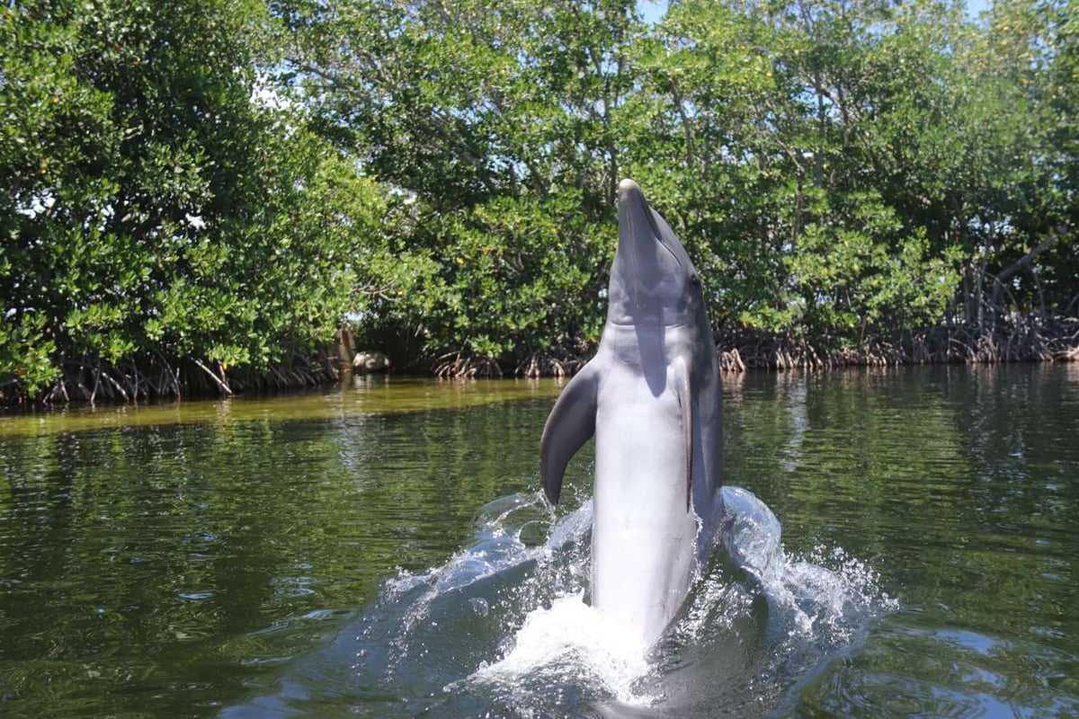 Meet Our Florida Keys Dolphins | Dolphins Plus